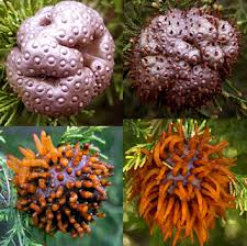 Cedar-Apple Rust - Hong's Landscape & Garden Center